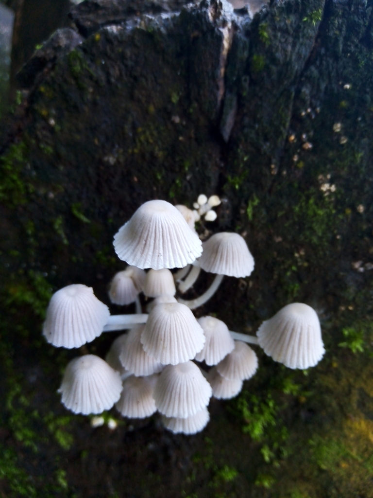 Coprinellus sect. Disseminati from 3MX7+G3H, Alajuela Province ...