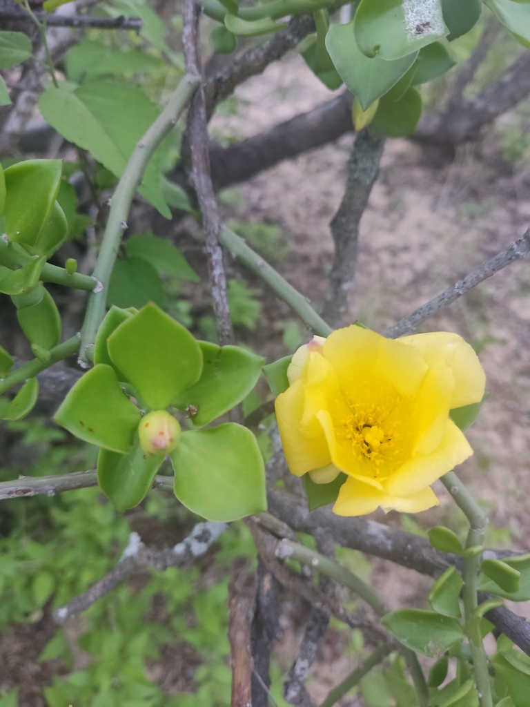 Pereskiopsis porteri from Los Cabos, B.C.S., México on August 27, 2022 ...