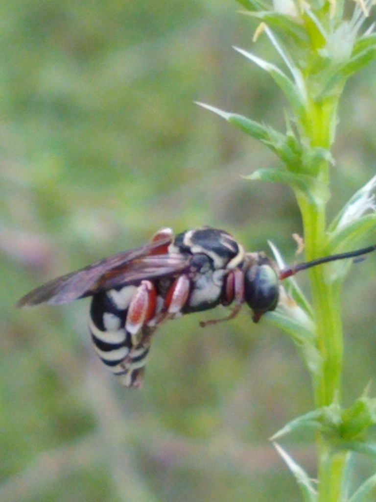 Longhorn-cuckoo bees from Corrales, NM, USA on August 27, 2022 at 07:26 ...