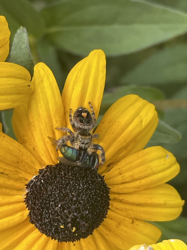 Bold Jumping Spider from W Leland Ave, Chicago, IL, US on August 26 ...