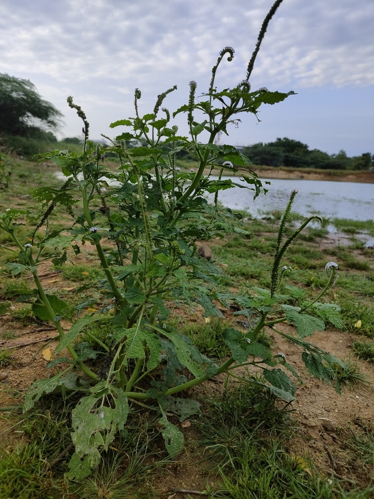 Indian Heliotrope from QJ33+G3V, Panguru, Andhra Pradesh 517641, India ...