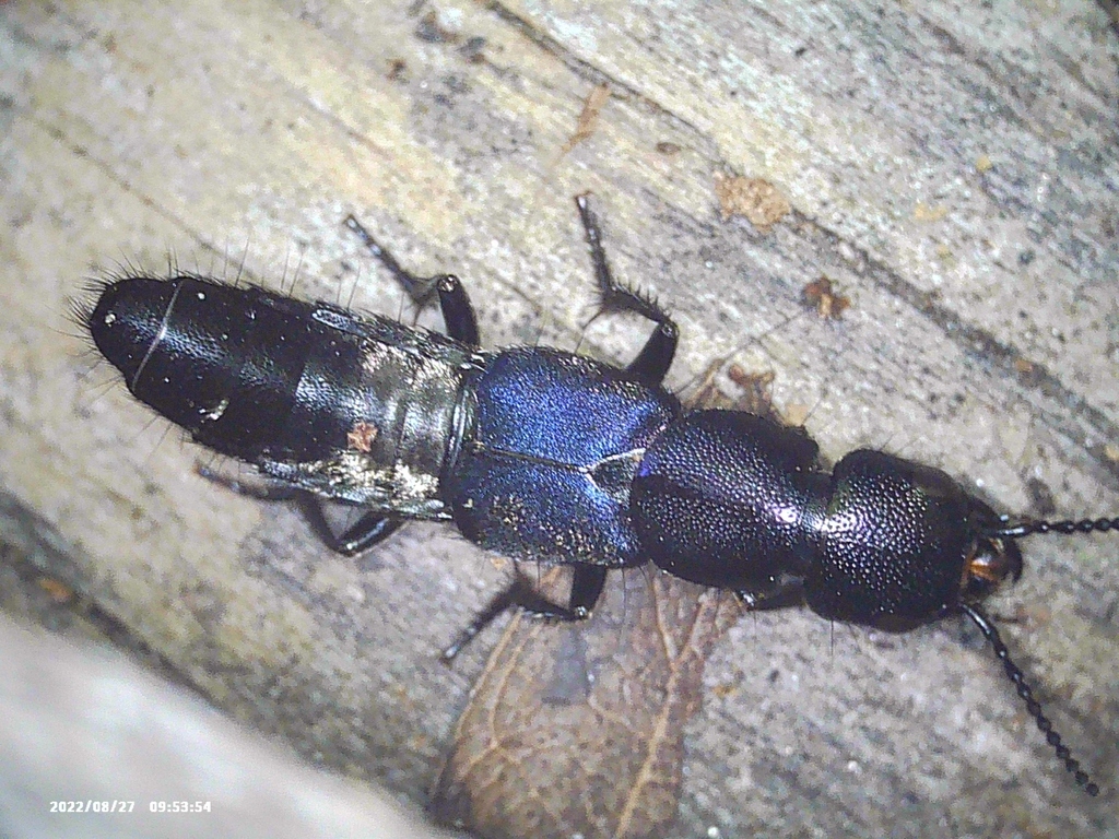 Platydracus violaceus from 11 Windy Ridge Rd, Warren, CT 06754, USA on ...