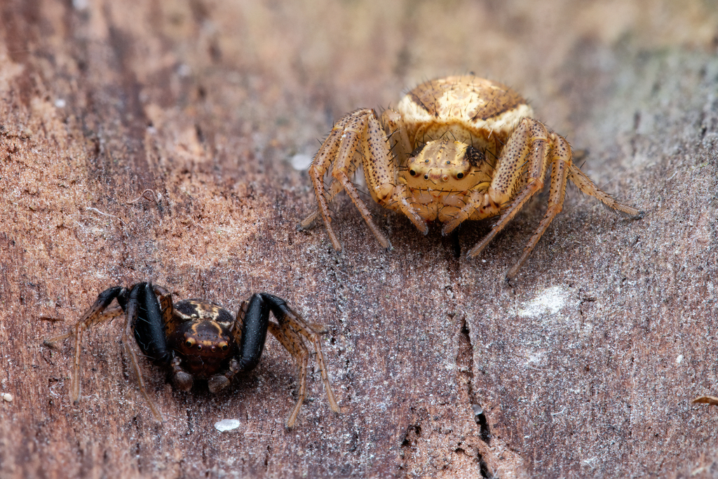 Swamp Crab Spider from 3390 Hundested, Danmark on May 15, 2022 at 02:43 ...