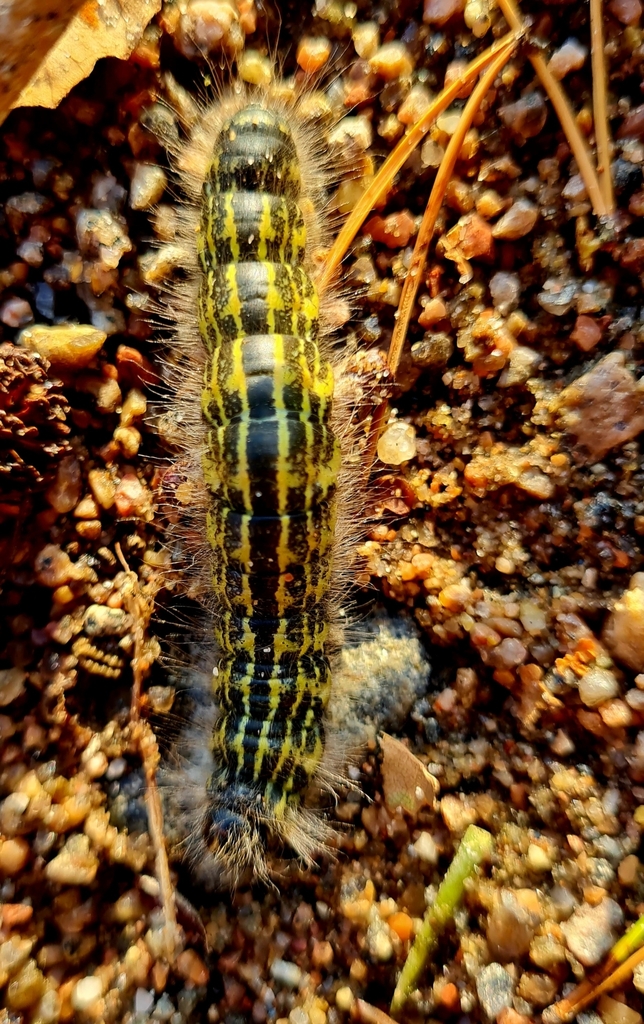 Buff-tip from Luumäki, Suomi on August 27, 2022 at 07:00 PM by Anne ...