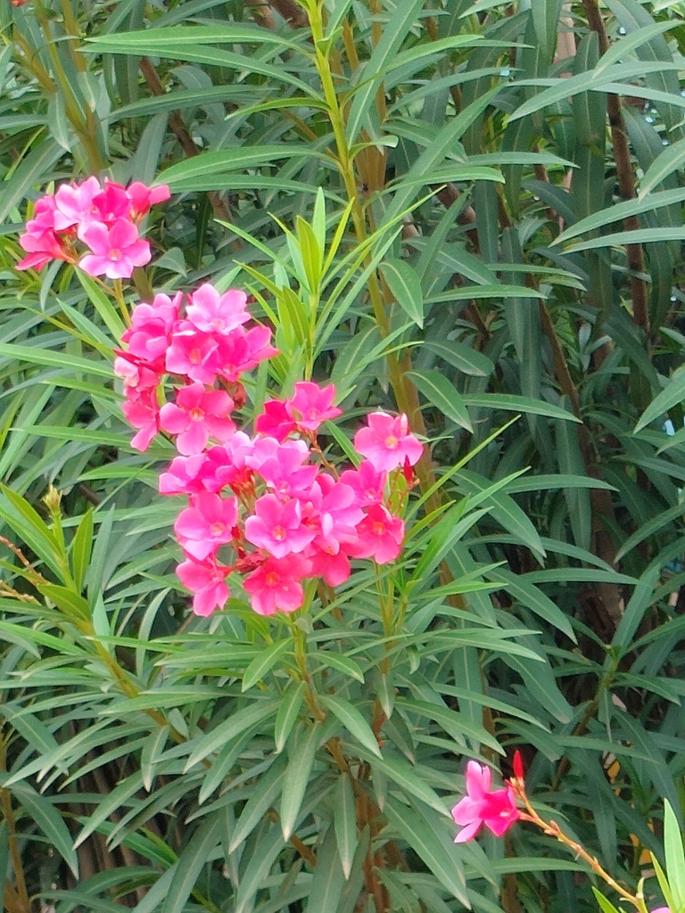 oleander from Panguru, Andhra Pradesh, India on August 27, 2022 at 08: ...