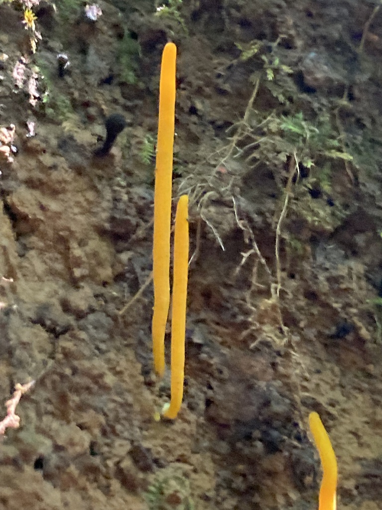 antler and spindle fungi from Meeman-Shelby Forest State Park, Memphis ...