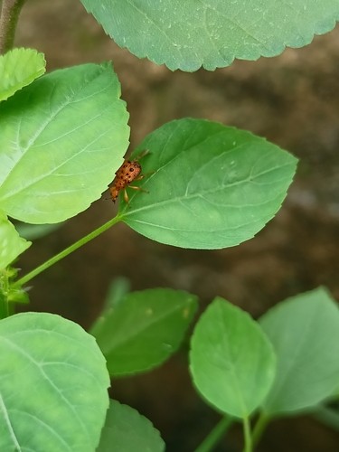 Hoplapoderus gemmatus · NaturaLista Colombia