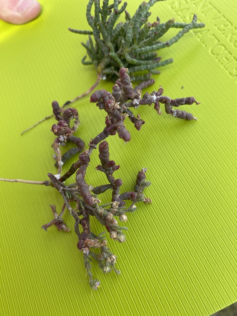 red glasswort from Highway 42, Maple Bush No. 224, SK, CA on August 26 ...