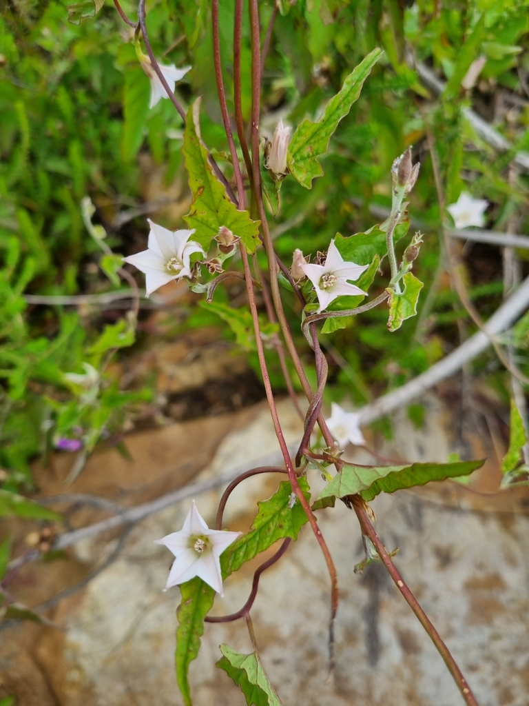 Wild Bindweed from Table Mountain (Nature Reserve), Cape Town, South ...