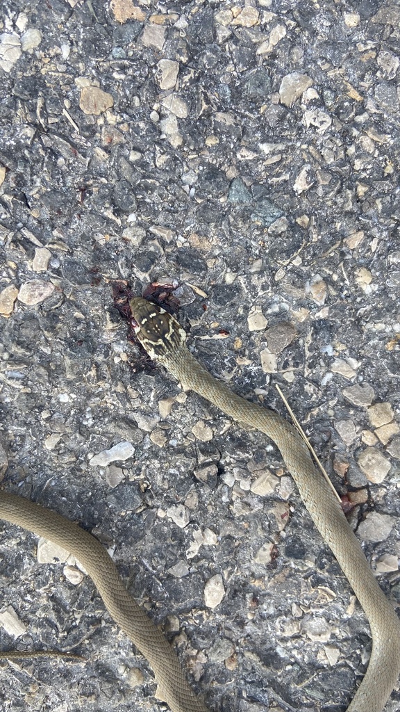 Green Whip Snake from Chemin du Plâtre, Herbeys, Auvergne-Rhône-Alpes ...