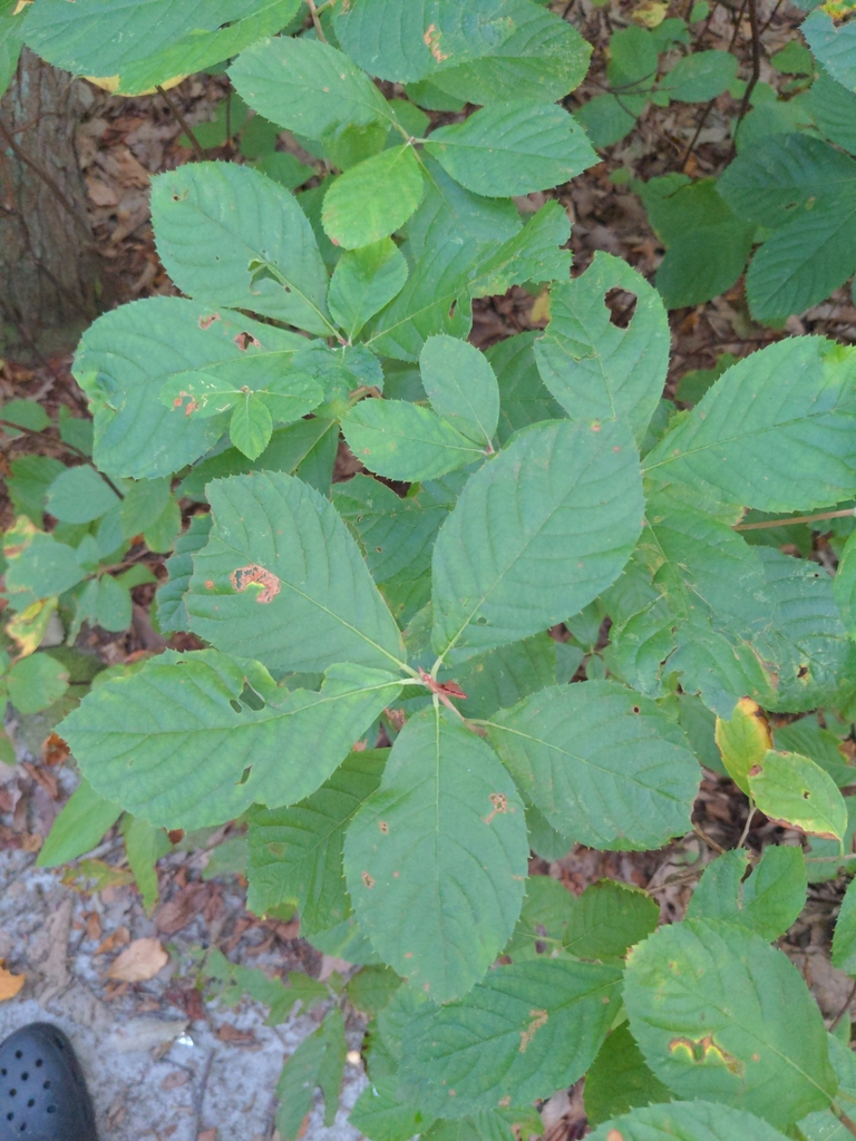Sweet Pepperbush from Matawan, NJ 07747, USA on August 26, 2022 at 09: ...