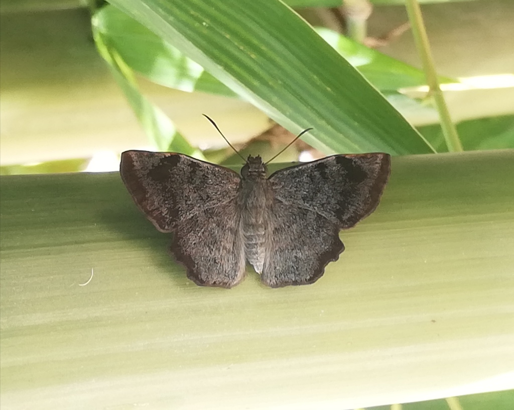 Common Spurwing from Baca, Yucatán, Mexico on August 28, 2022 at 10:26 ...