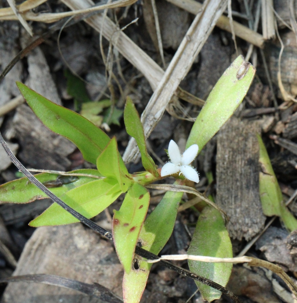 buttonweed from Zonolite Park on August 27, 2022 by Liz Smith · iNaturalist