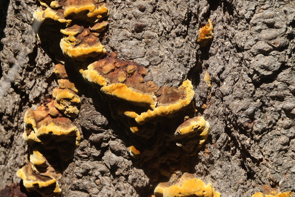 Mustard Yellow Polypore from Sierra Vista Southeast, AZ, USA on August ...