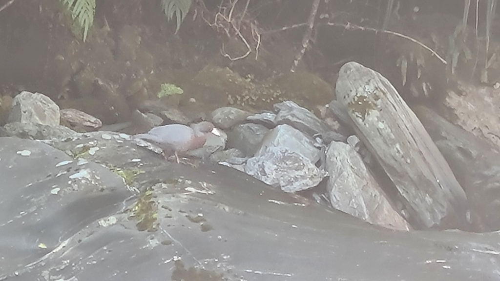 Blue Duck from Conservation Area - Cook River to Haast River, NZ-WC-WL ...