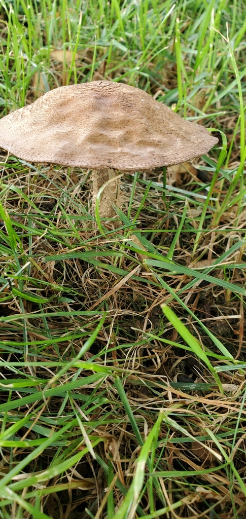 Fungi Including Lichens from Lake City, MN 55041, USA on August 28 ...