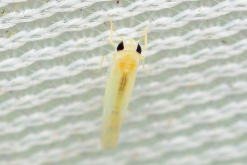 Alebroides marginatus · iNaturalist