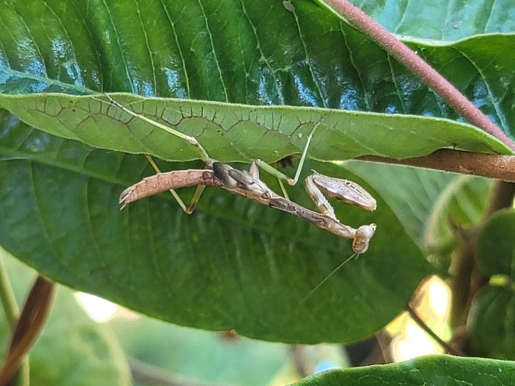 California Mantis from Los Angeles County, US-CA, US on August 27, 2022 ...