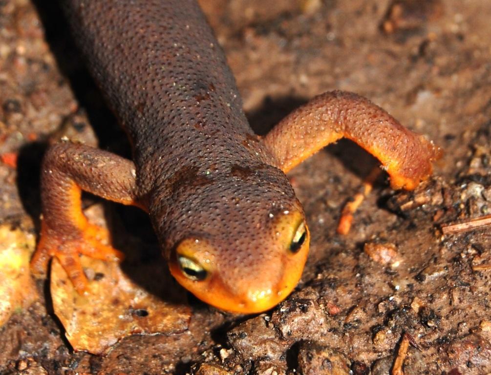 California Newt (Amphibians of the Bouverie Preserve of ACR) · iNaturalist