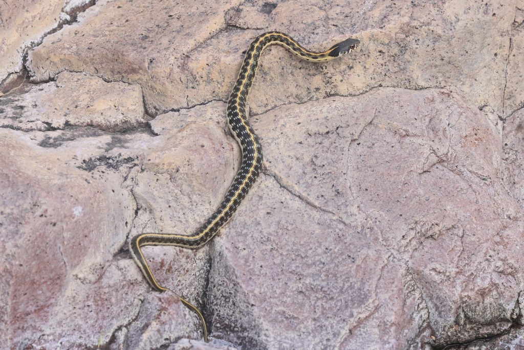 Black-necked Garter Snake from Pinal County, AZ, USA on August 17, 2022 ...