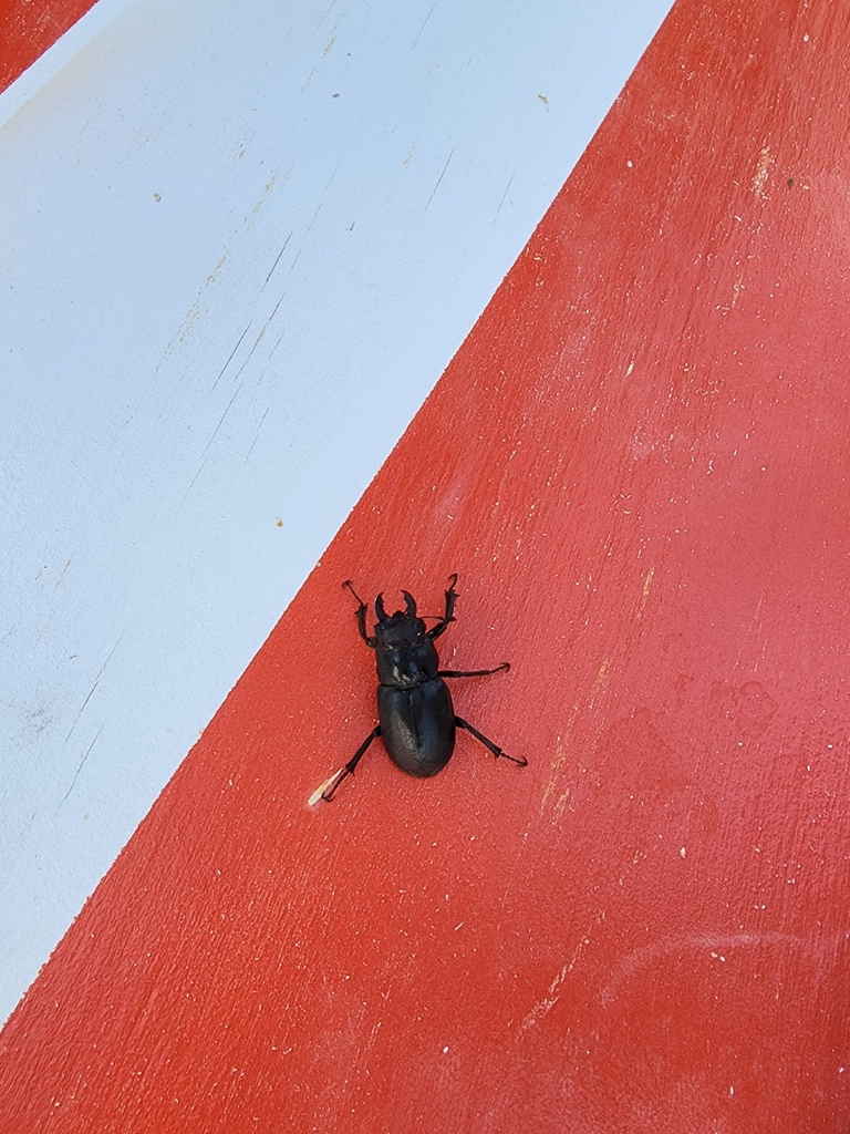 Smooth Stag Beetle from White Bear Lake, MN, USA on June 07, 2022 at 07 ...