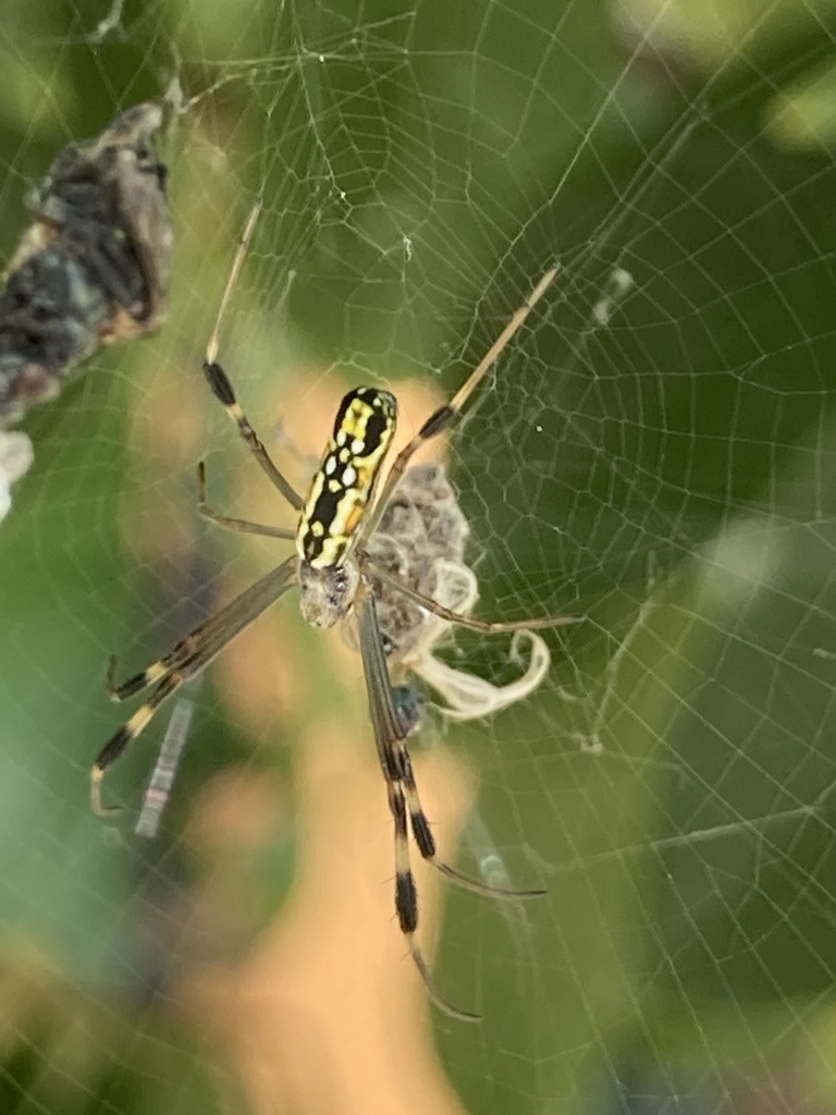 Golden Silk Spider from Hacienda Sepúlveda, Tonalá, JAL, MX on August ...