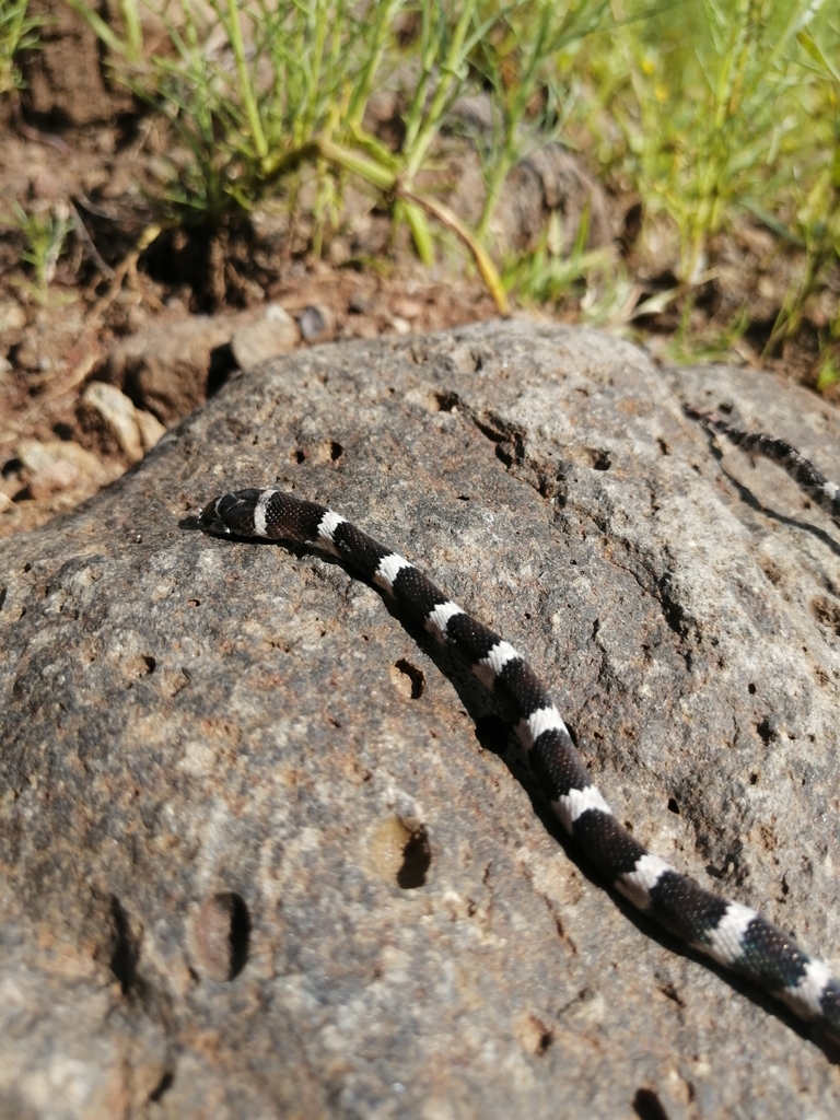 Mexican Lyre Snake from 47783 Jal., México on August 27, 2022 at 04:47 ...