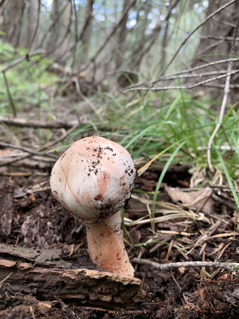 Agaricus sylvaticus occidentalis in August 2022 by ewasiukb. Growing ...