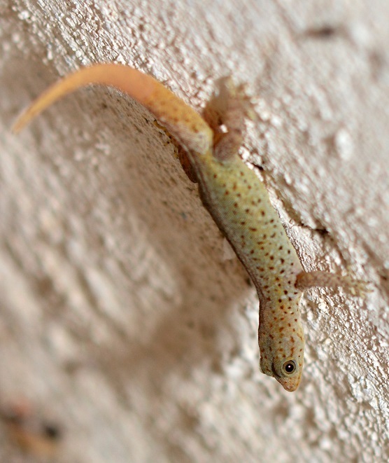 Wiegmann's Striped Gecko from Jamanota, Aruba on July 31, 2022 at 07:31 ...
