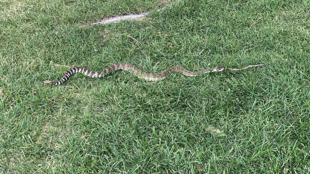 Northern Pacific Rattlesnake in August 2022 by Patrick Engle · iNaturalist