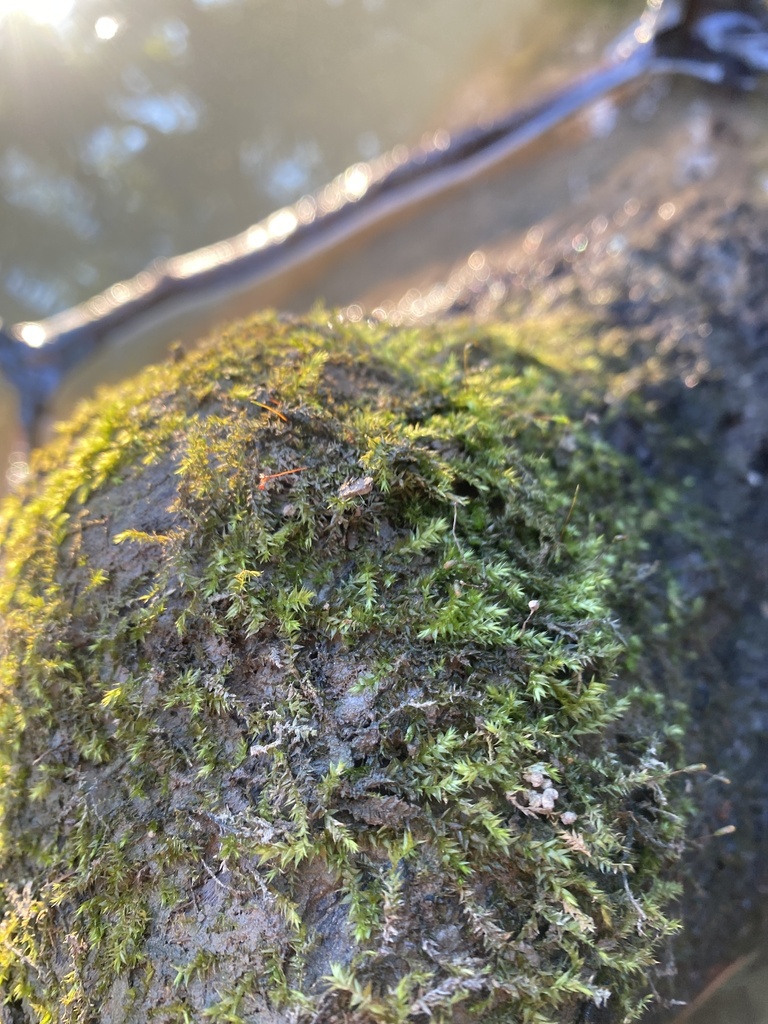 mosses from Candies Creek, Cleveland, TN, US on August 28, 2022 at 07: ...