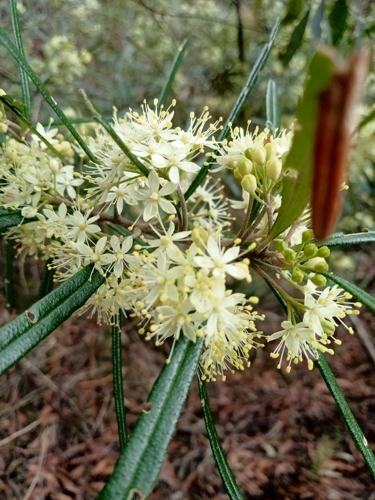 Toothed Phebalium from Blue Mountains, NSW, Australia on August 27 ...