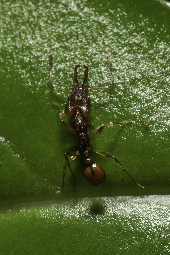 Orectognathus antennatus from North Shore, Hauraki, Auckland, New ...