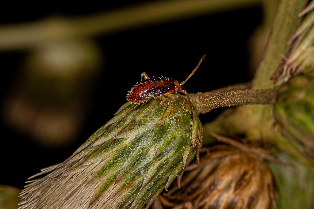 Plant Bugs from Itajá - GO, 75815-000, Brasil on August 23, 2022 by ...