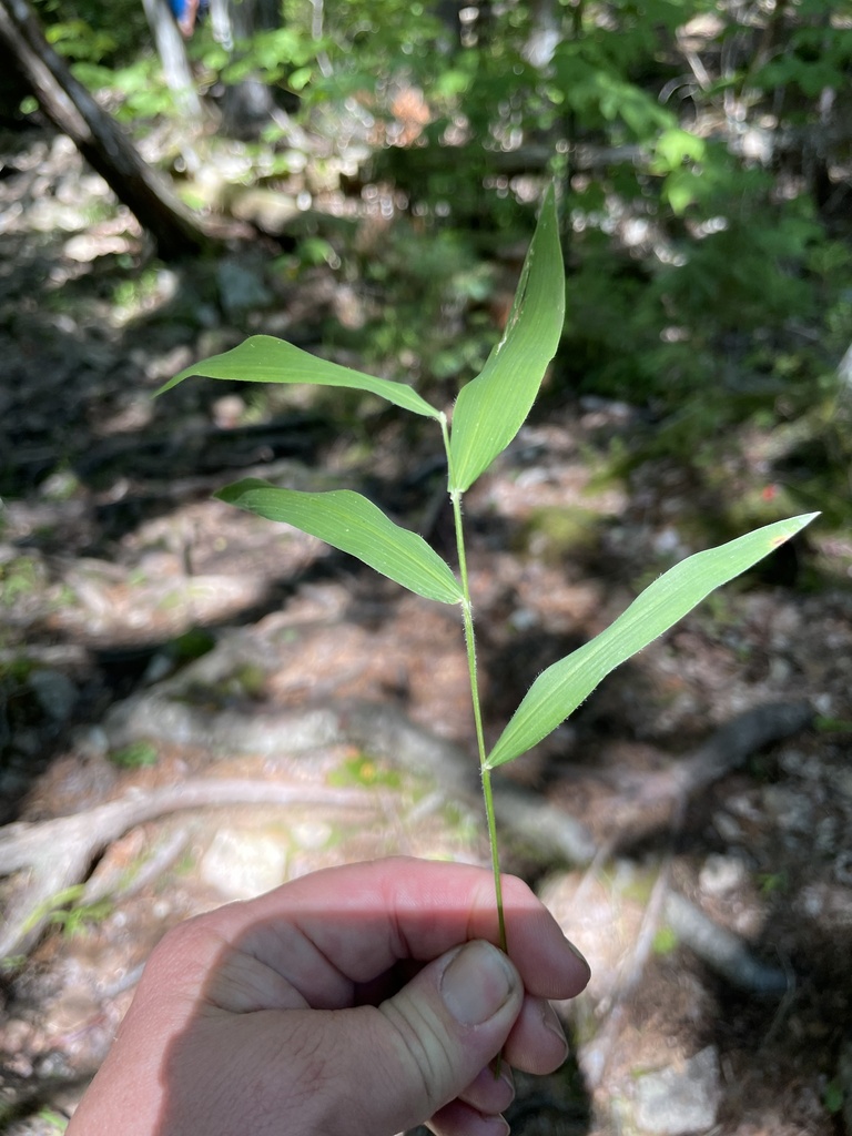grasses from Acadia National Park, Southwest Harbor, ME, US on August ...