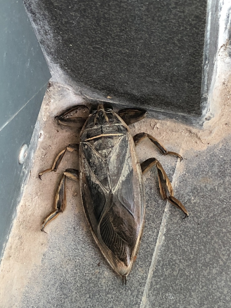 Asian Giant Water Bug from Street 598, Phnom Penh, Phnom Penh, KH on ...