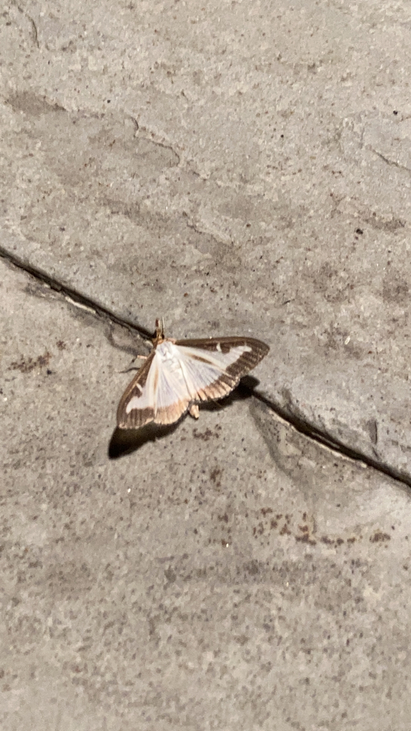 Box Tree Moth from Markham on August 27, 2022 at 10:03 PM by griffonfly ...