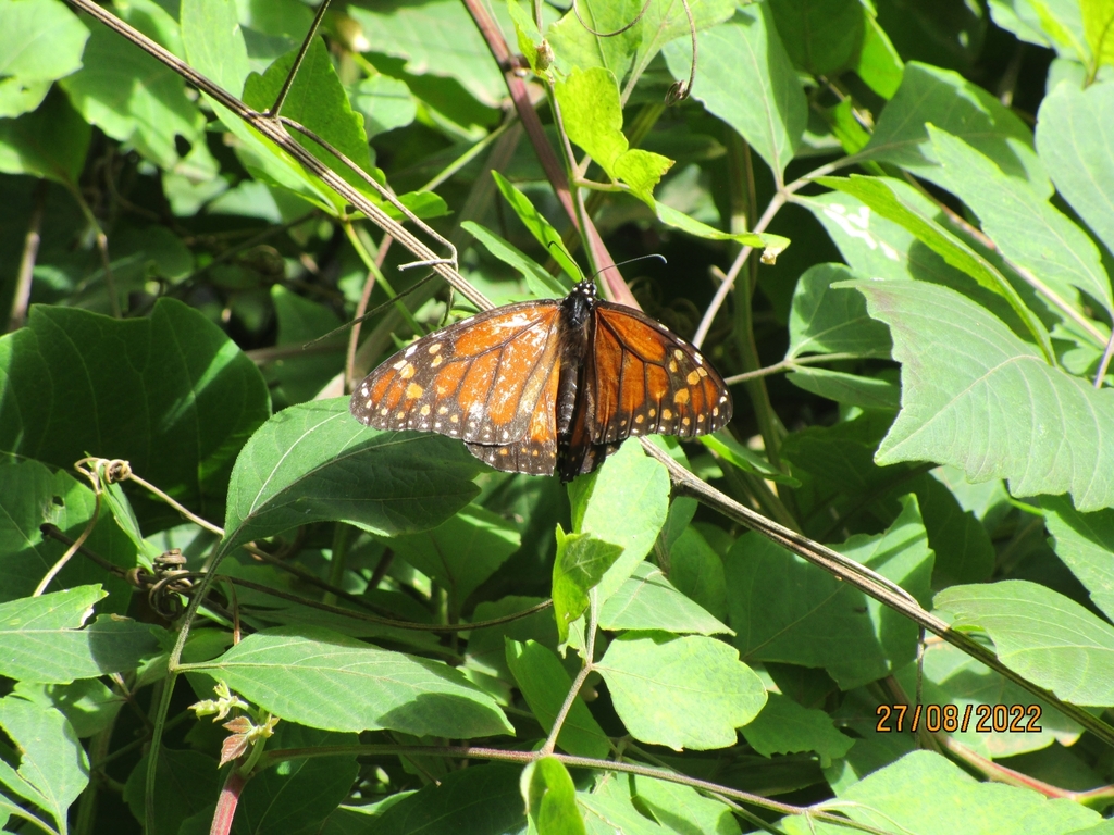 Southern Monarch from Jardín Botánico Carlos Thays on August 27, 2022 ...