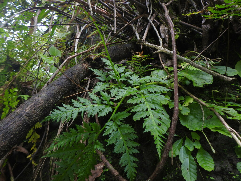 Japanobotrychium lanuginosum in August 2022 by 陳慧珠. 阿里山蕨萁 Botrychium ...