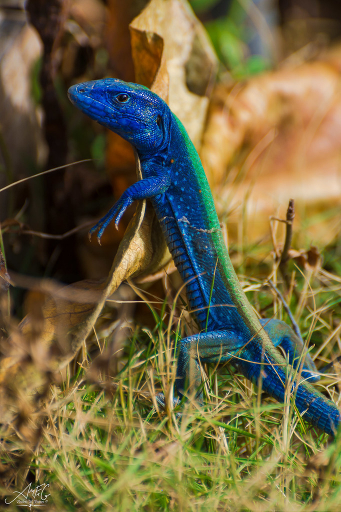 Vivid Blue Rainbow Lizard from San Andrés y Providencia, Colombia on ...