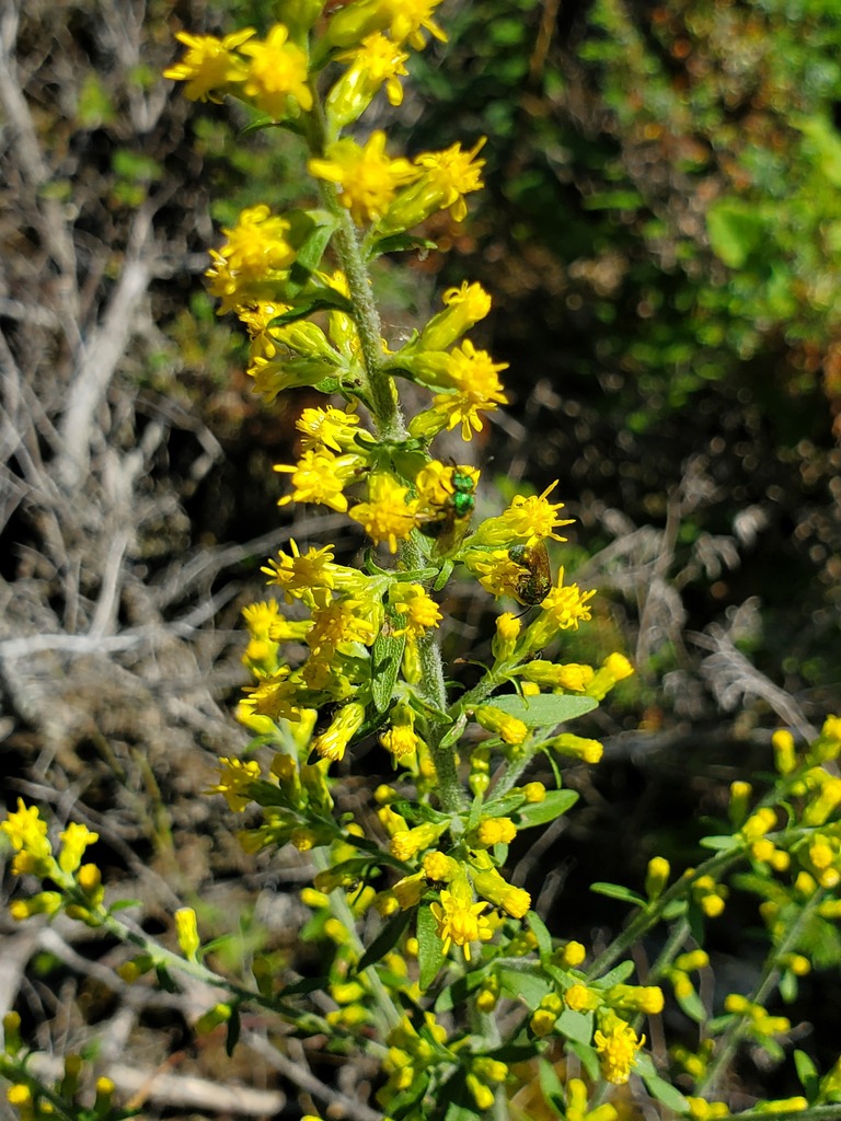 Hairy Goldenrod from Manitoulin, Ontario, Canada on August 23, 2022 at ...