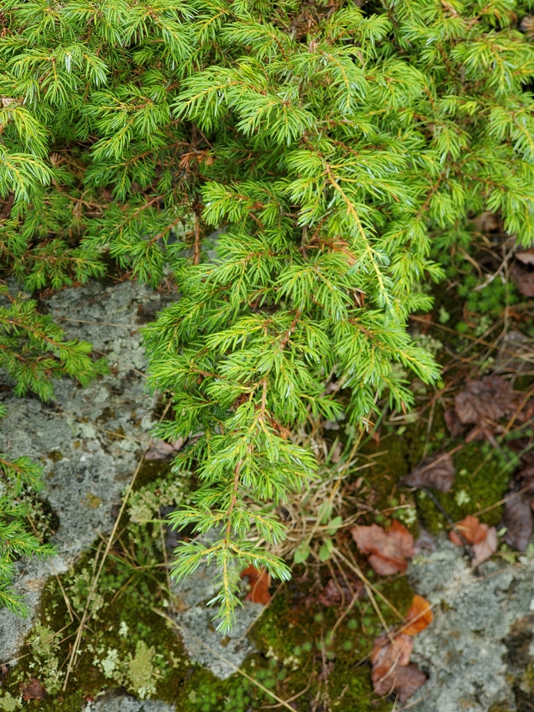 common juniper from Greater Sudbury, ON, Canada on August 25, 2022 at ...