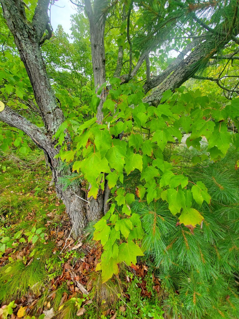 red maple from Greater Sudbury, Ontario, Canada on August 25, 2022 at ...