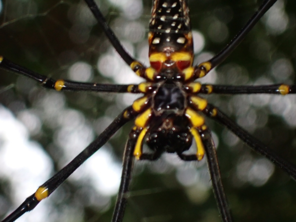 Giant Golden Orbweaver from 香港 on August 29, 2022 at 12:08 PM by Carlos ...