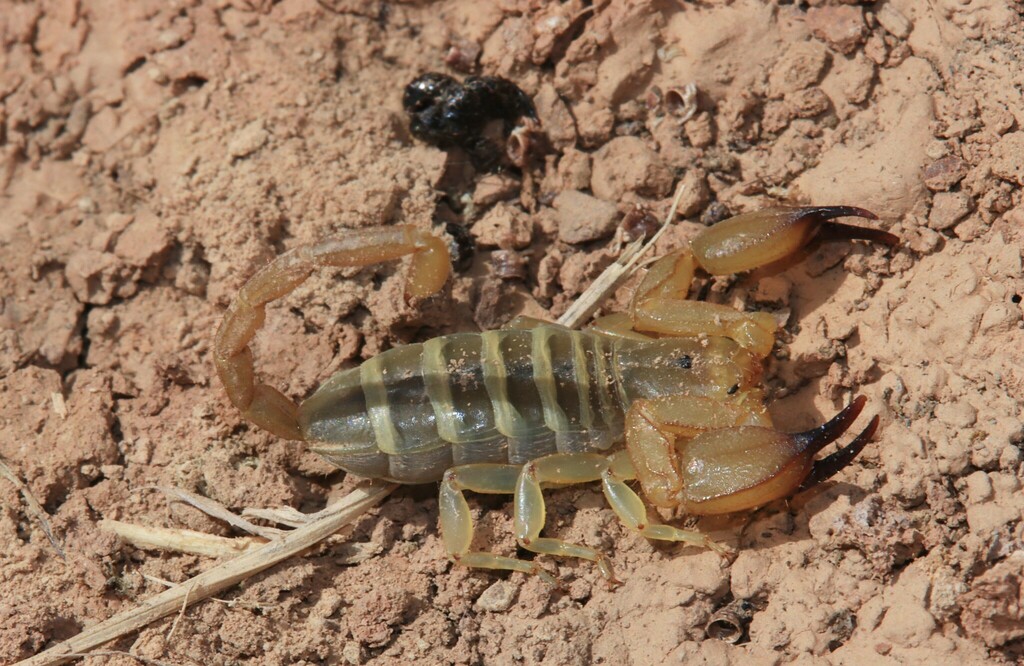 Hemiscorpius lepturus from Darbandichan Lake, Irak on May 19, 2022 at ...