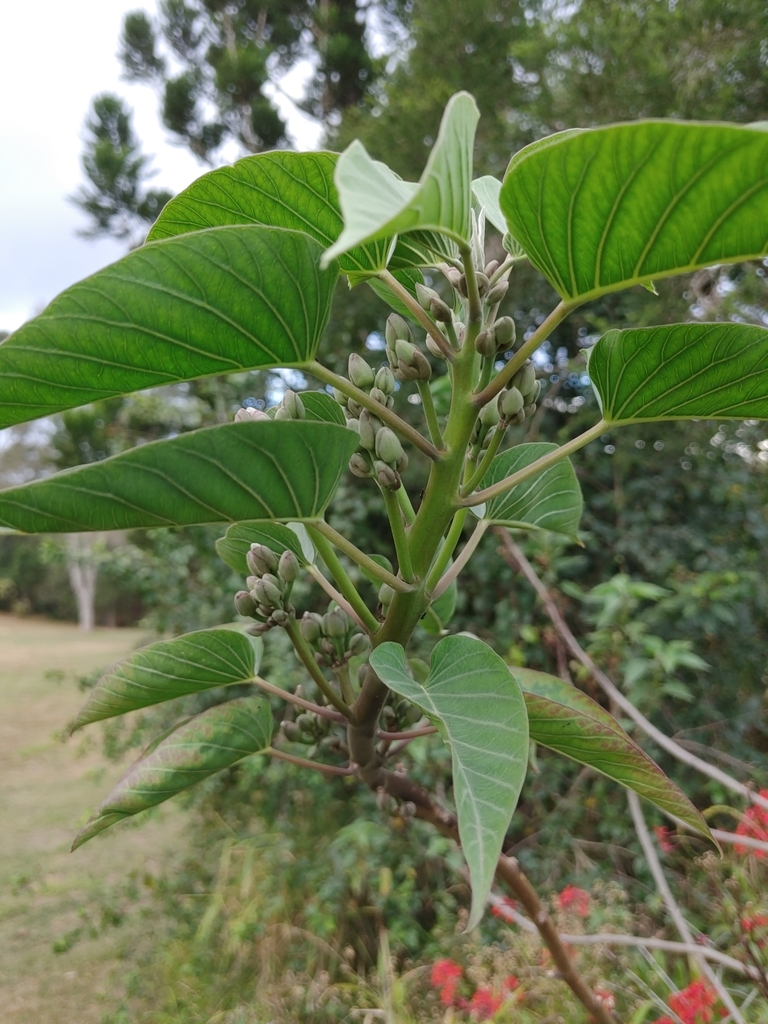 flowering plants from Windaroo QLD 4207, Australia on August 28, 2022 ...