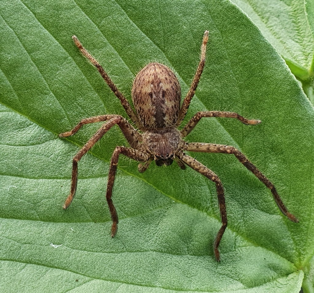 Isopeda brachyseta from Wallaga Lake NSW 2546, Australia on August 27 ...