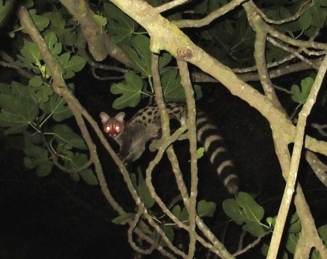 Northern Small-spotted Genet from Barcelona, ES-CT, ES on August 28 ...