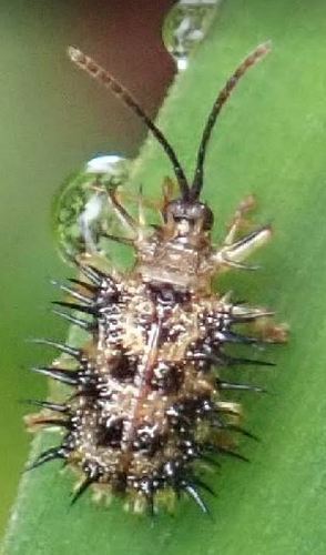 Dactylispa xanthospila · iNaturalist