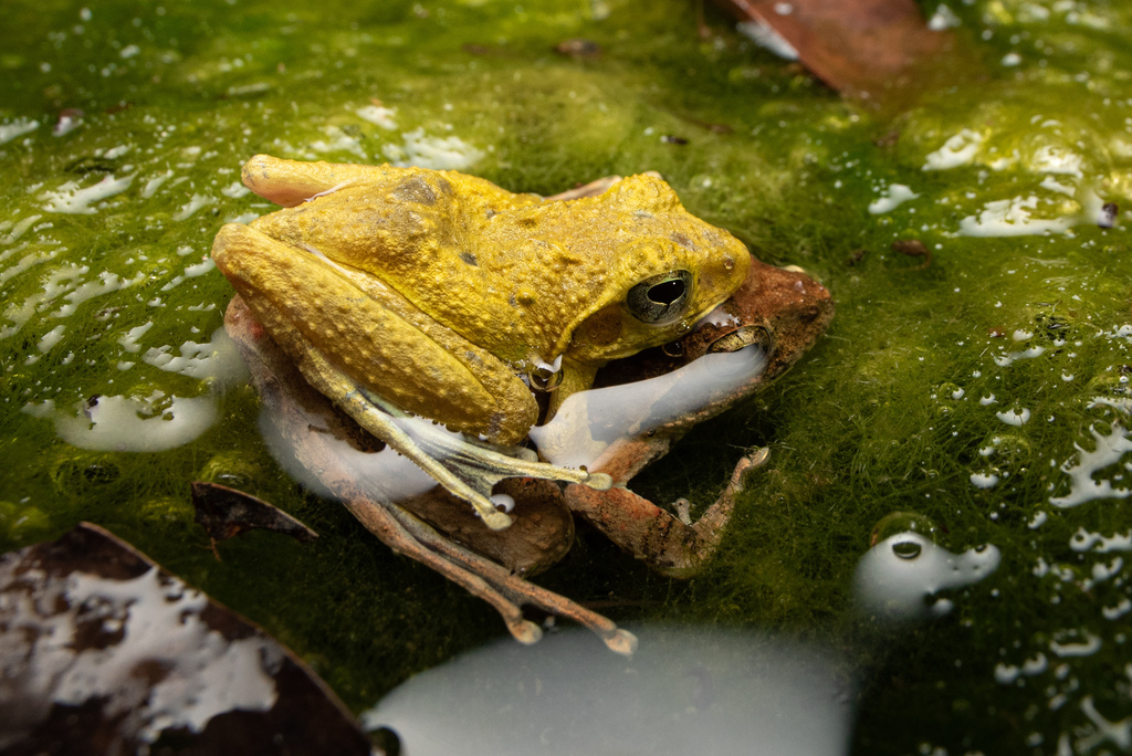 Ryukyu Kajika Frog from Hijio Falls, Hama, Kunigami, Kunigami District ...